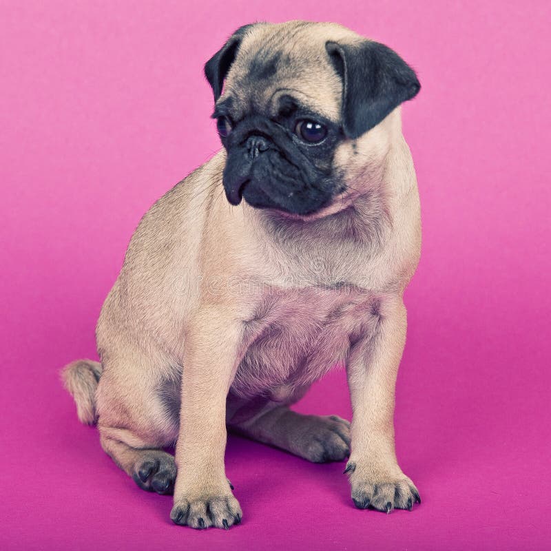 Roquet image stock. Image du pedigree, gosses, contrat - 16146893