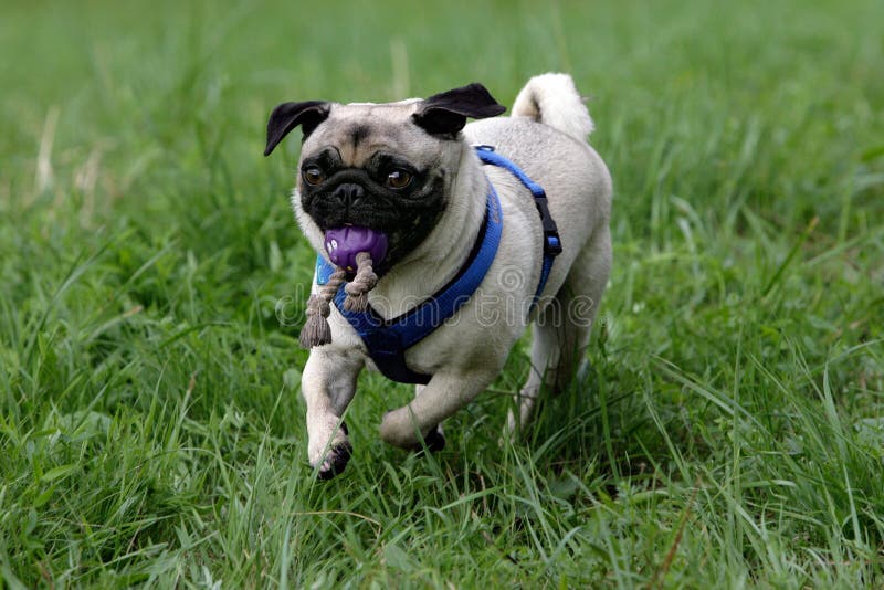 Roquet sur la plage image stock. Image of mousse, ressort - 14647533