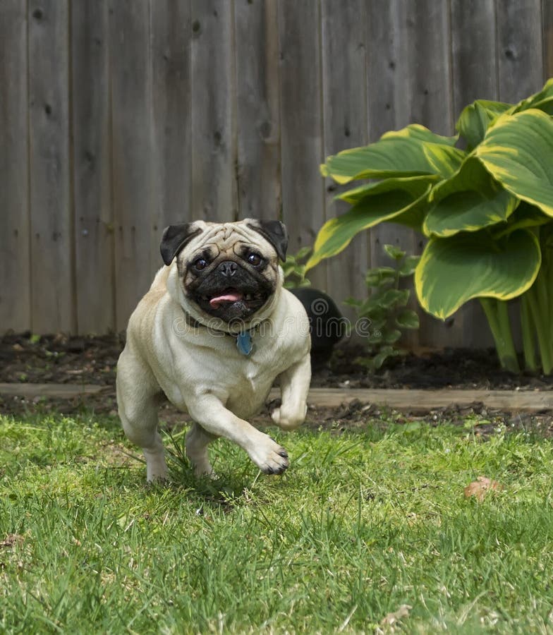 Roquet courant image stock. Image du crabots, crabot - 35587129