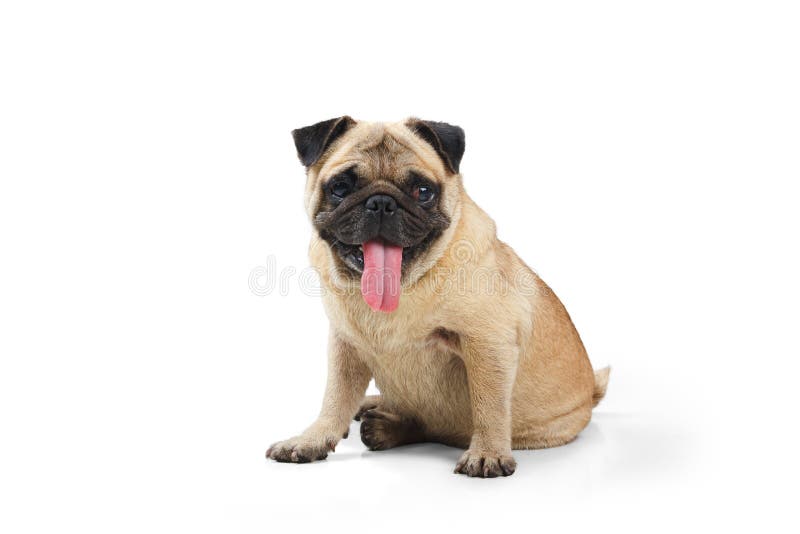 Projectile Principal D'un Roquet Image stock - Image du langue ...