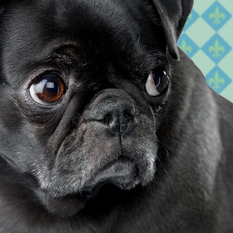 Roquet d'anniversaire image stock. Image of mammifère - 12293327