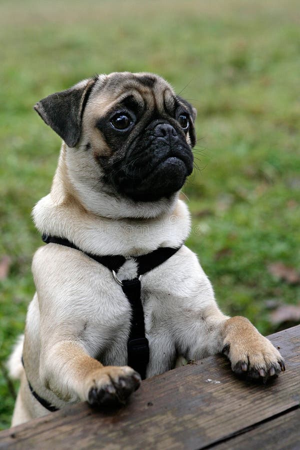 Roquet mignon image stock. Image du masculin, regarder - 12901427