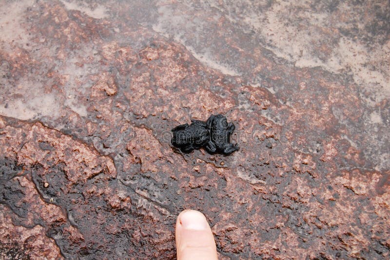 Oreophrynella Quelchii, Commonly Known As the Roraima Black Frog or ...