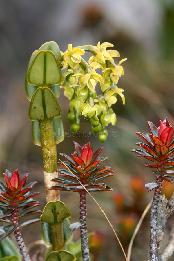 Mount Roraima landscape stock photo. Image of figure, quartzite - 9788938