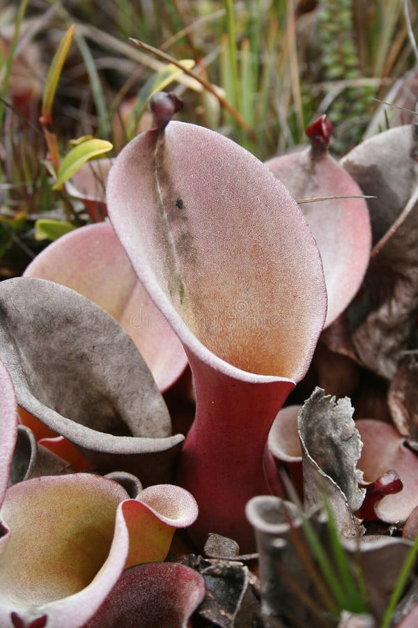 Roraima plants stock photo. Image of heliamphora, doyle - 1526502