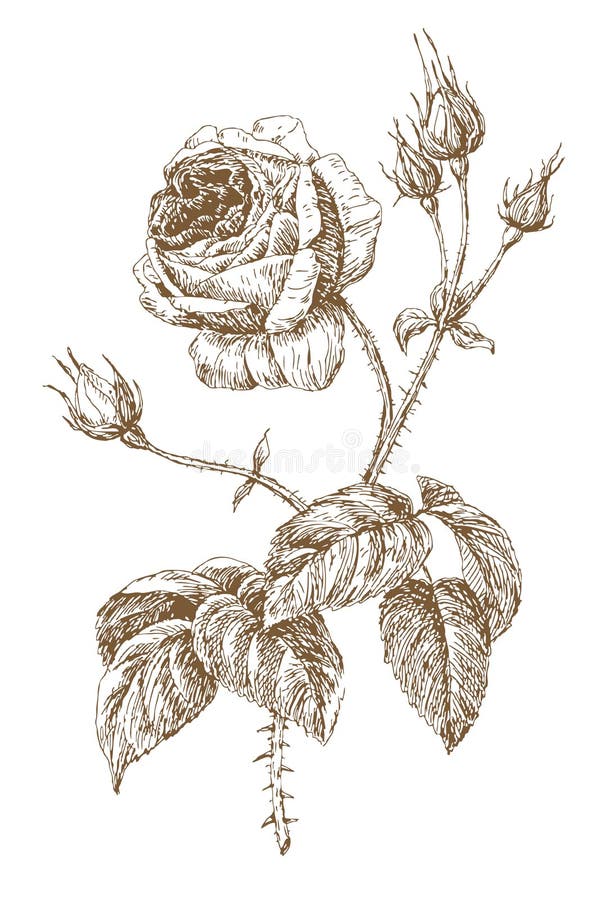 Rosa illustrazione vettoriale. Illustrazione di incisione - 12012213