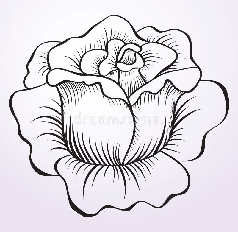 Rosa stilizzata illustrazione vettoriale. Illustrazione di petalo ...