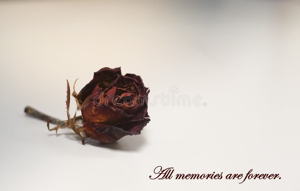 Rosa fotografia stock. Immagine di canti, rosa, marrone - 99832460