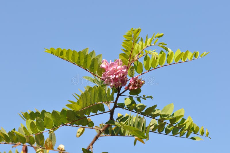 Rosa akacia fotografering för bildbyråer. Bild av akacia - 128778331