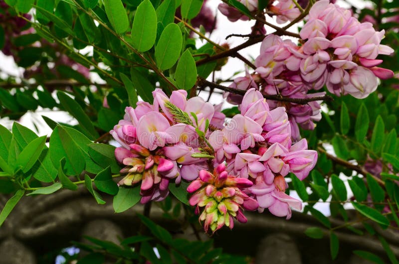 Rosa Akazie stockfoto. Bild von stieg, baum, klasse, hülsenfrucht ...