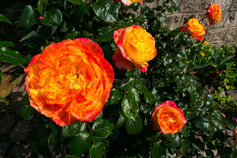 Rosa alaranjada foto de stock. Imagem de mola, flora - 40893186