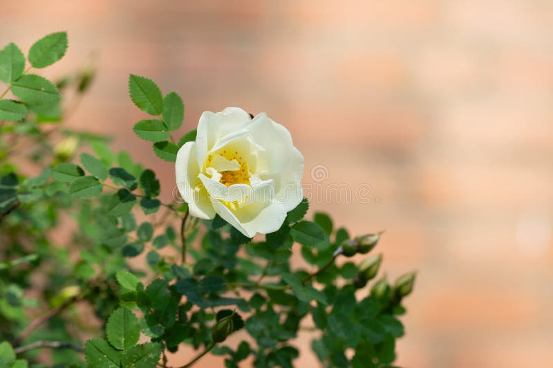 Rosa Alba or Also Known As White Roses Stock Photo - Image of nature ...