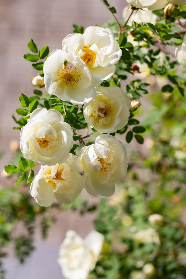 Rosa Alba or Also Known As White Roses Stock Photo - Image of color ...
