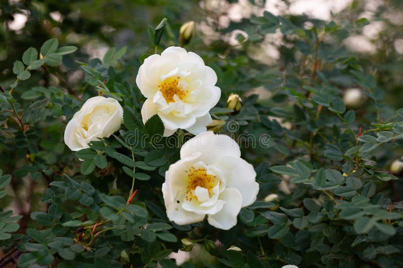 Rosa Alba or Also Known As White Roses Stock Photo - Image of rose ...