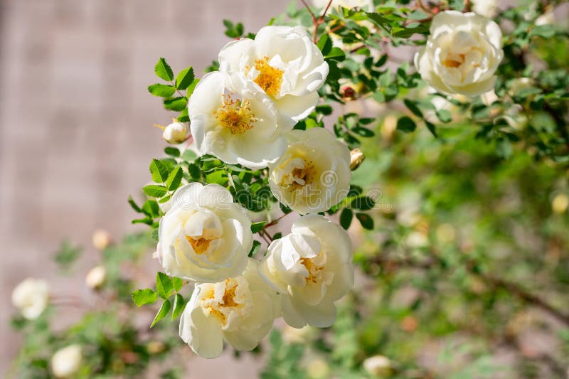 Rosa Alba or Also Known As White Roses Stock Photo - Image of nature ...