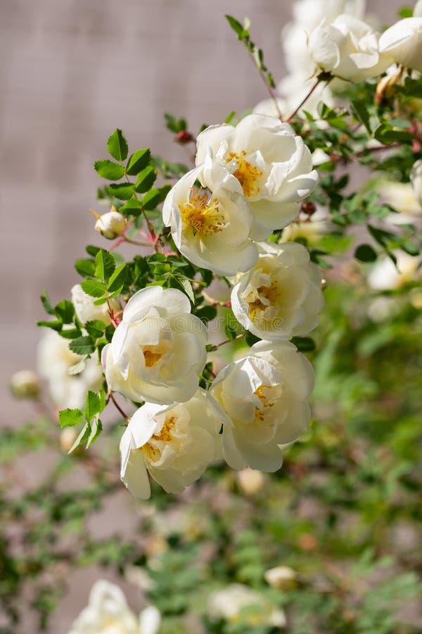 Rosa Alba or Also Known As White Roses Stock Photo - Image of nature ...