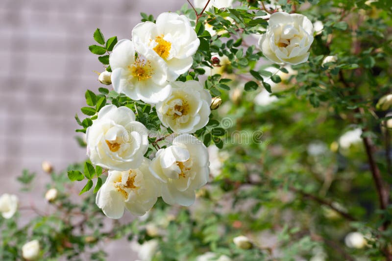 Rosa Alba or Also Known As White Roses Stock Photo - Image of nature ...