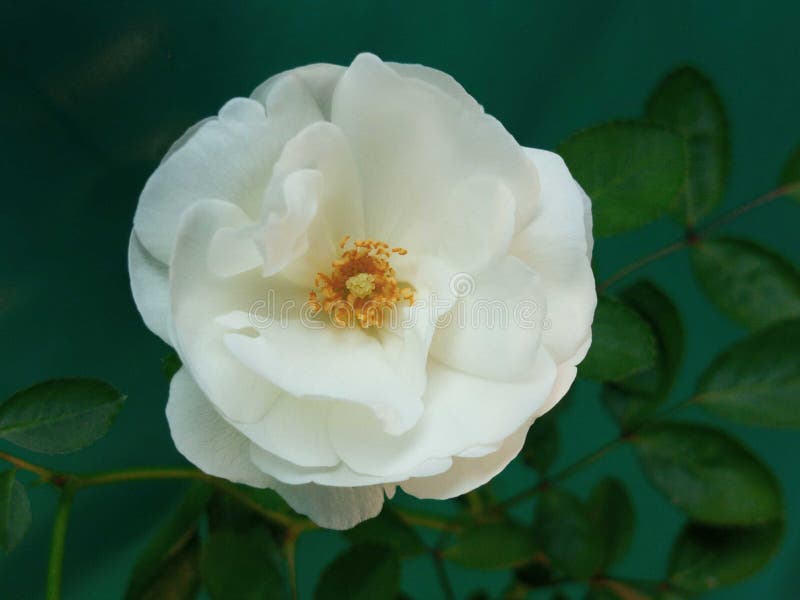 Rosa Alba stock image. Image of stem, flower, research - 262070273