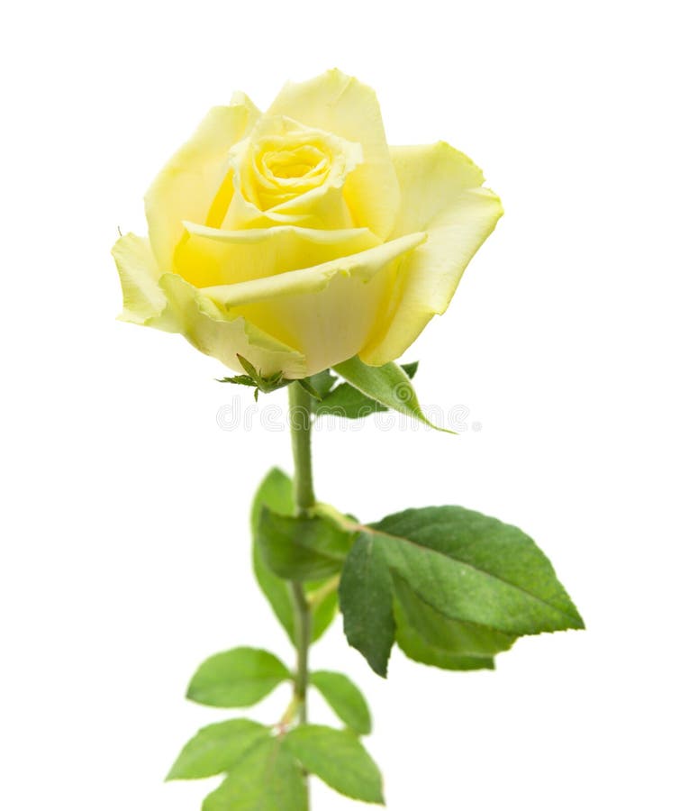 Fondo Color De Rosa Amarillo Claro Imagen de archivo - Imagen de color ...