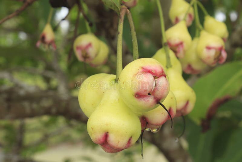 Rosa Apple immagine stock. Immagine di mela, rosa, esotismo - 27361295