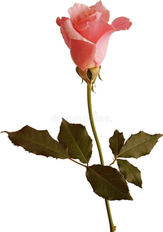 Rosa Arancio Di Rosa Del Gambo Lungo Immagine Stock - Immagine di ...