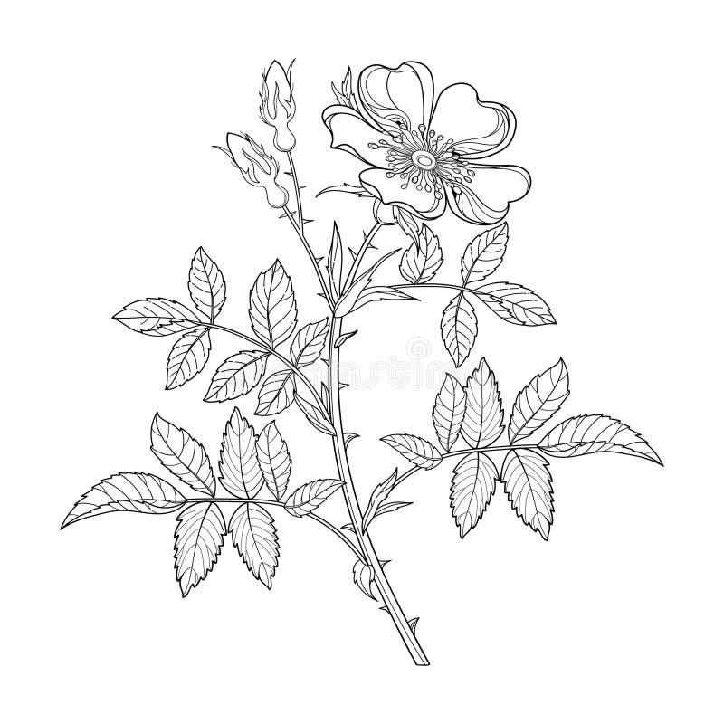 Prairie Graphic Black White Wild West Desert Landscape Sketch ...