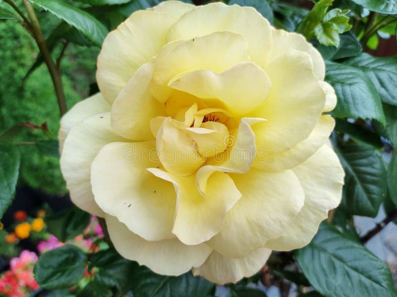 Rosa Arthur Bell stock image. Image of blossom, bloom - 282853835