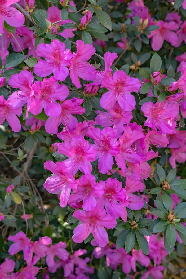Rosa Azalea Blooms fotografering för bildbyråer. Bild av härlig - 89776009