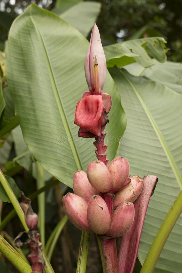 Musa-velutina, Allgemein Bekannt Als Rosa Banane Oder Haarige Banane ...
