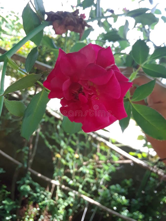 Rosa stock photo. Image of bella, flor, casa, natural - 132668992