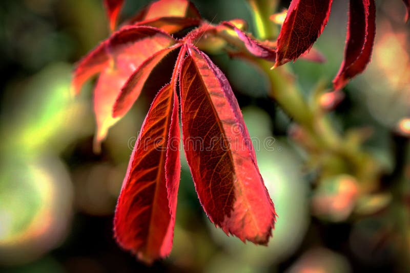 Rosa blad arkivfoto. Bild av löv, skönhet, steg, ungdom - 70471268