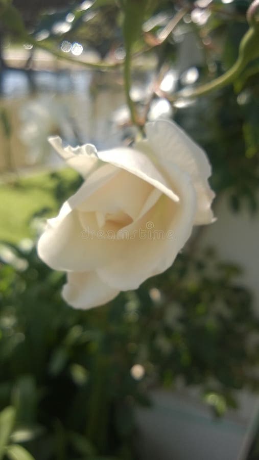 Rosa blanca stock photo. Image of pimpollo, flower, yellow - 101732968