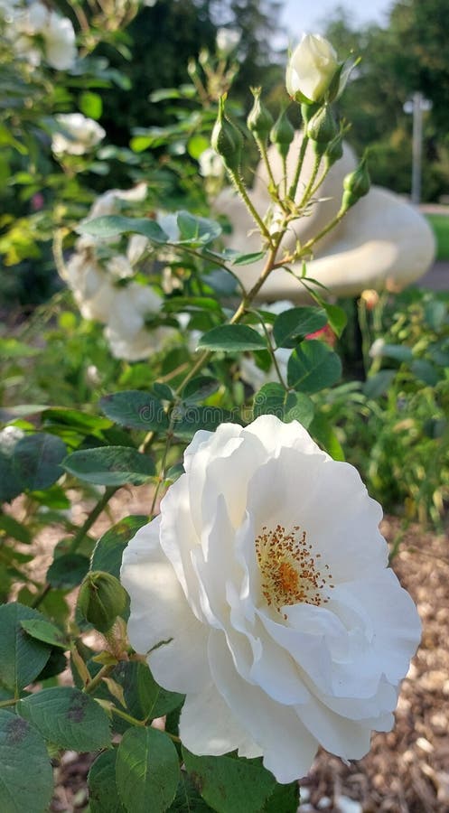 Rosa Blanco Crece En El Parque En El Lecho De Flores Foto de archivo ...