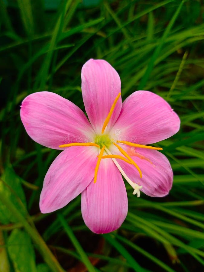 Rosa blomma fotografering för bildbyråer. Bild av rosa - 156492799