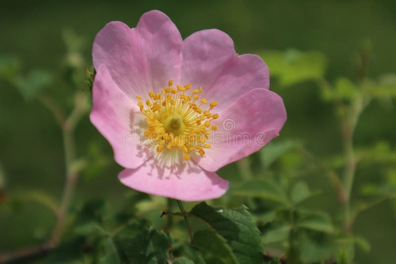Rosa blomma arkivfoto. Bild av sommar, rosa, blomma - 163698568
