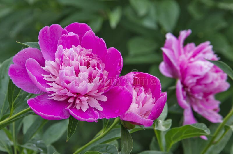 Rosa blommor. fotografering för bildbyråer. Bild av odling - 31703613