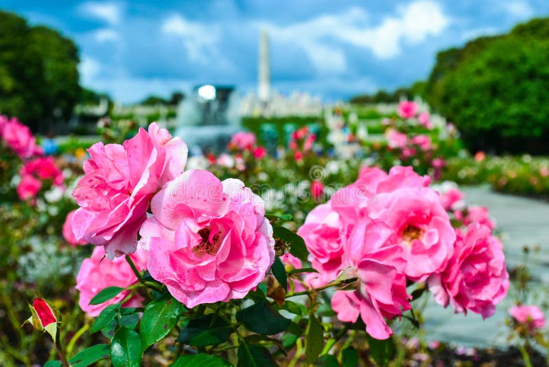 Rosa blommor arkivfoto. Bild av kronblad, fjäder, natur - 43949662