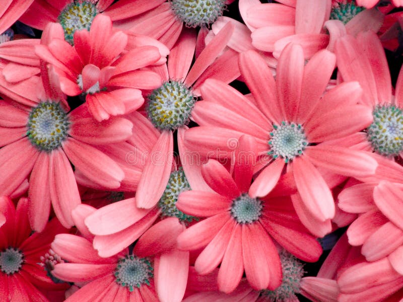 Rosa blommor fotografering för bildbyråer. Bild av textur - 81653547