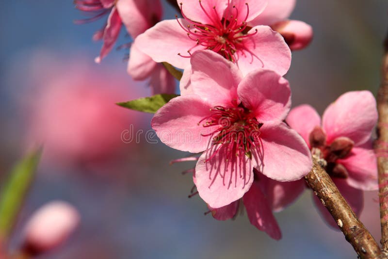 Baby almond tree stock image. Image of children, gardening - 491663