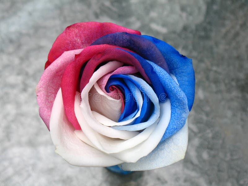 Rosa Rossa Bianca Blu immagine stock. Immagine di luglio - 54806149
