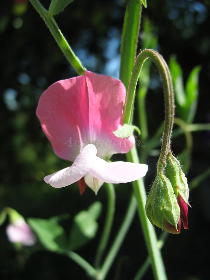 Rosa Blume Der Edelwicke (Lathyrus Odoratus) Stockbild - Bild von ...