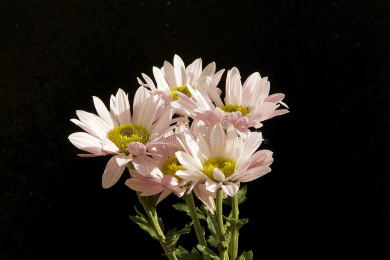 Rosa Blumen stockbild. Bild von dekoration, haupt, schönheit - 82150035