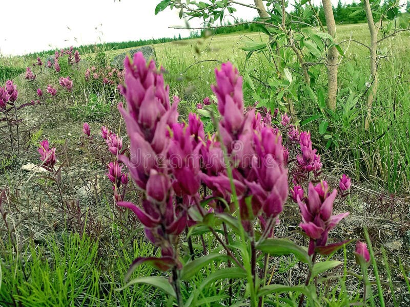 Rosa Blumen in Der Tundra. Sommer Im Taiga Stockfoto - Bild von ...