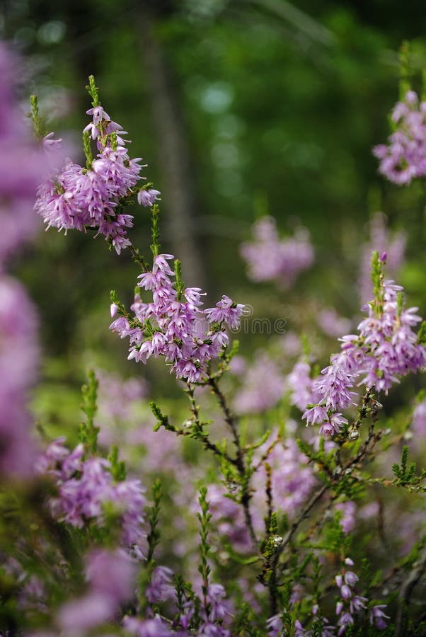 Rosa Blumen Der Wilden Heide Wachsend Im Wald Stockbild - Bild von gras ...