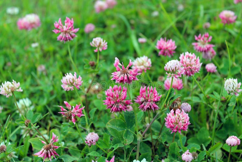 Rotklee (Trifolium rubens) stockfoto. Bild von feld, einzeln - 31934004