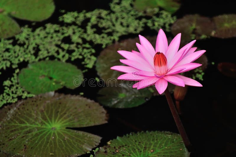 Rosa Bonito Lotus Flower Da Flor Imagem de Stock - Imagem de bonito ...