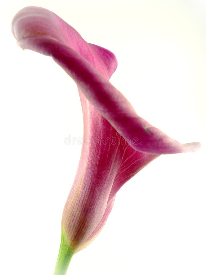 Calla stockfoto. Bild von pflanzen, strukturen, calla - 41850344