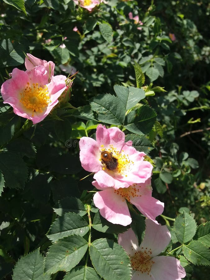 Rosa Canina Dog Rose stock image. Image of wild, rosa - 93779691