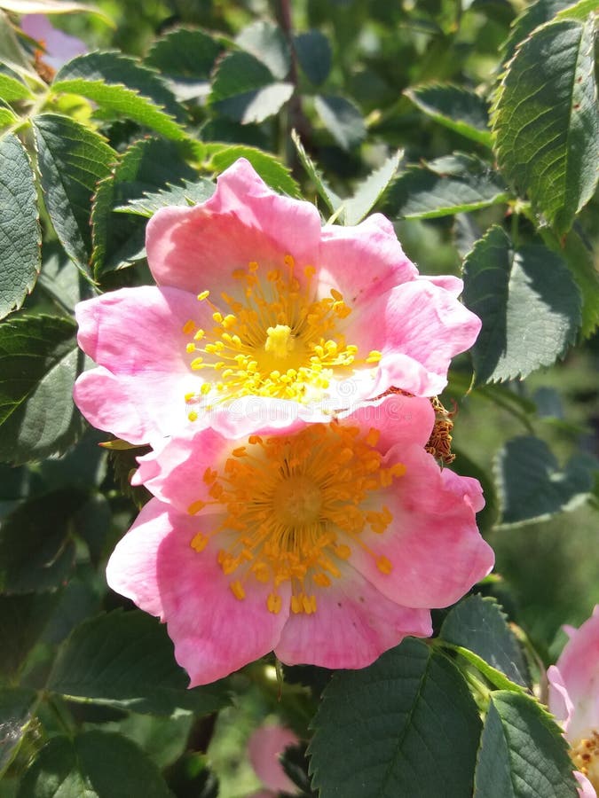 Rosa Canina Dog Rose stock image. Image of spring, flower - 93779853