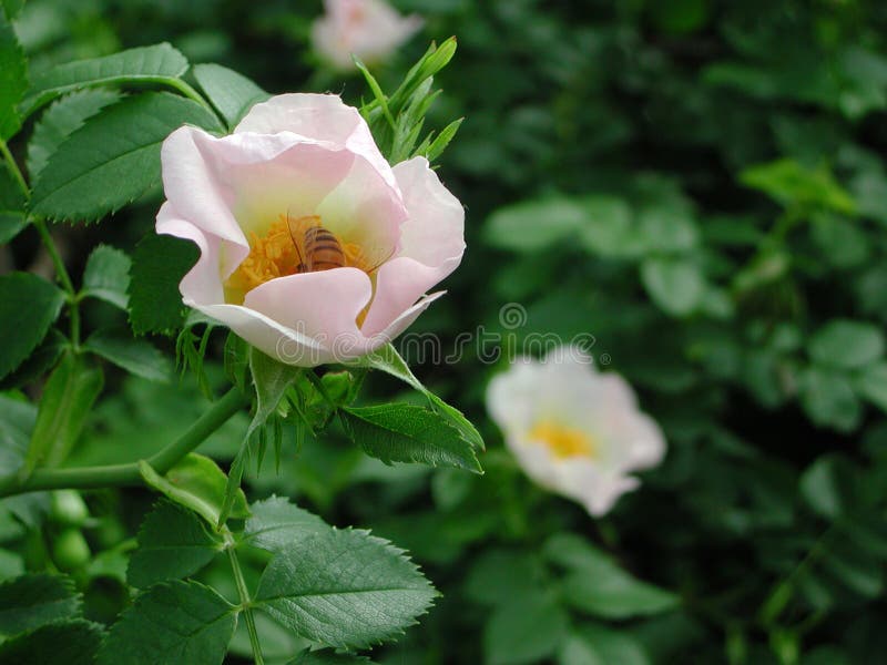 Bee Pollination on Rosa Canina Flower Stock Photo - Image of ...